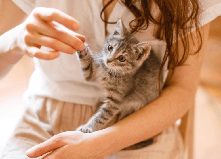 Home - Animal Care Trust USA